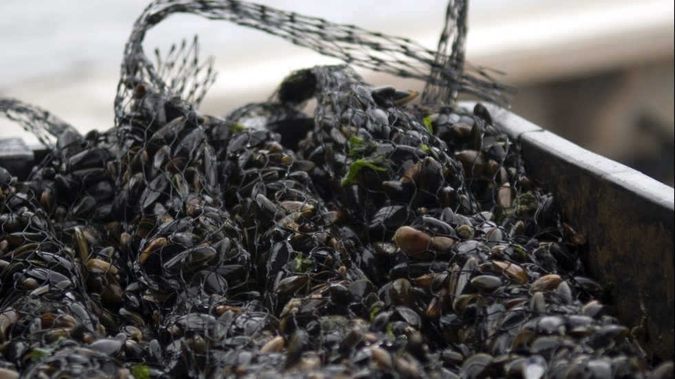Mussels - Aquaculture Alliance